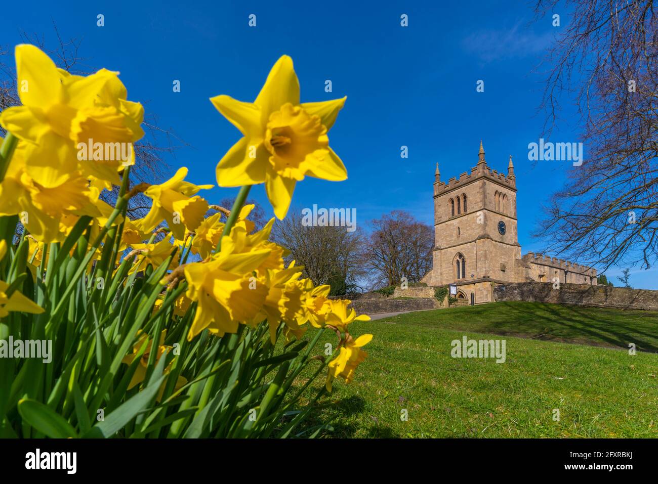 View of daffodils and St. Leonard's Church, Scarcliffe near ...