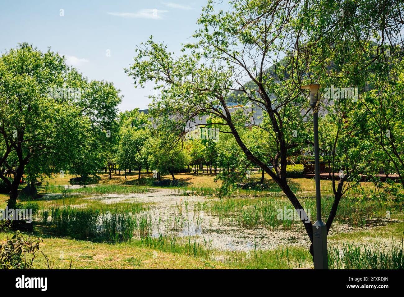 Spring of Bonghwangdae Park in Gimhae, Korea Stock Photo - Alamy