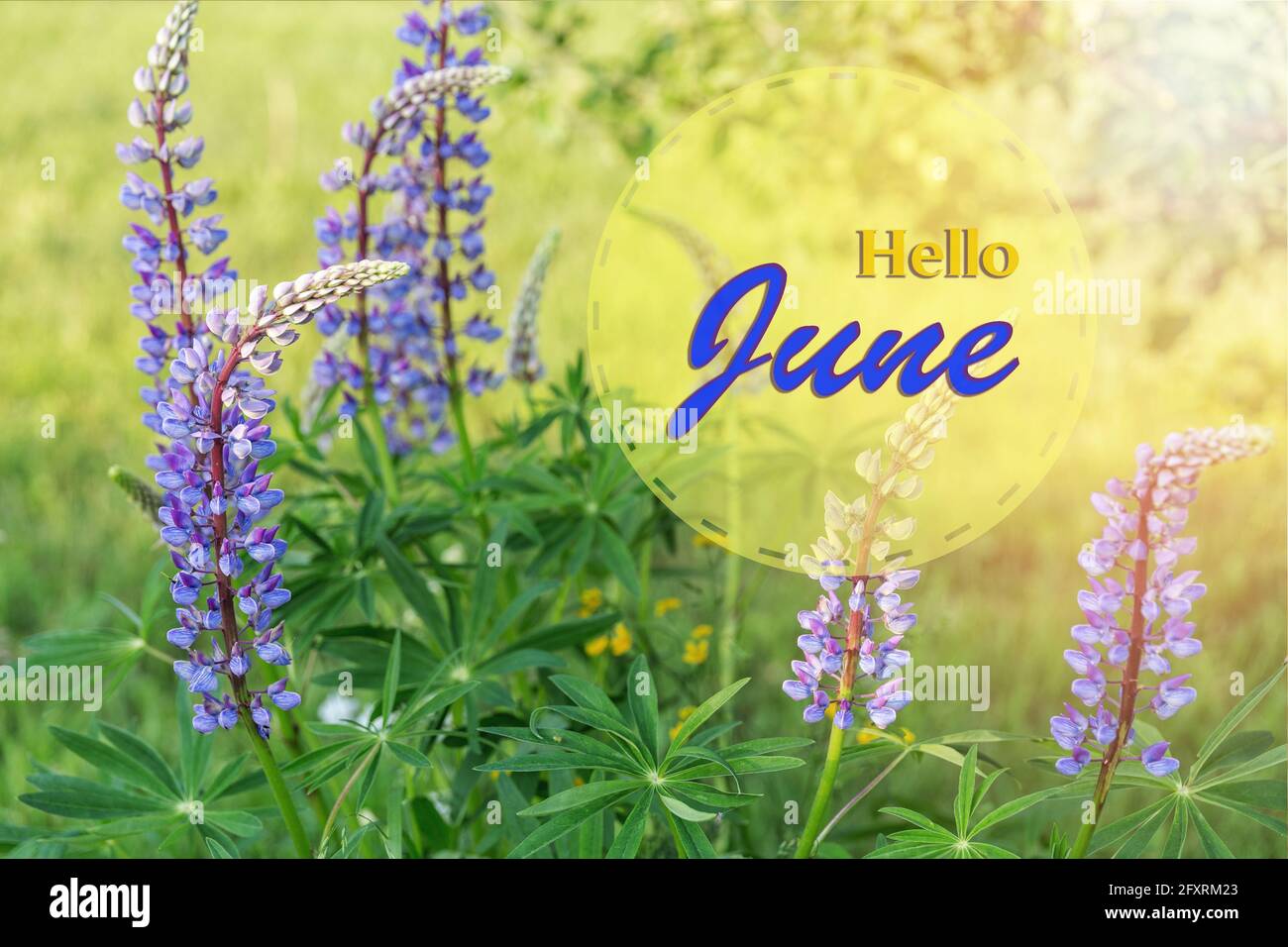 June Flowers Wallpaper