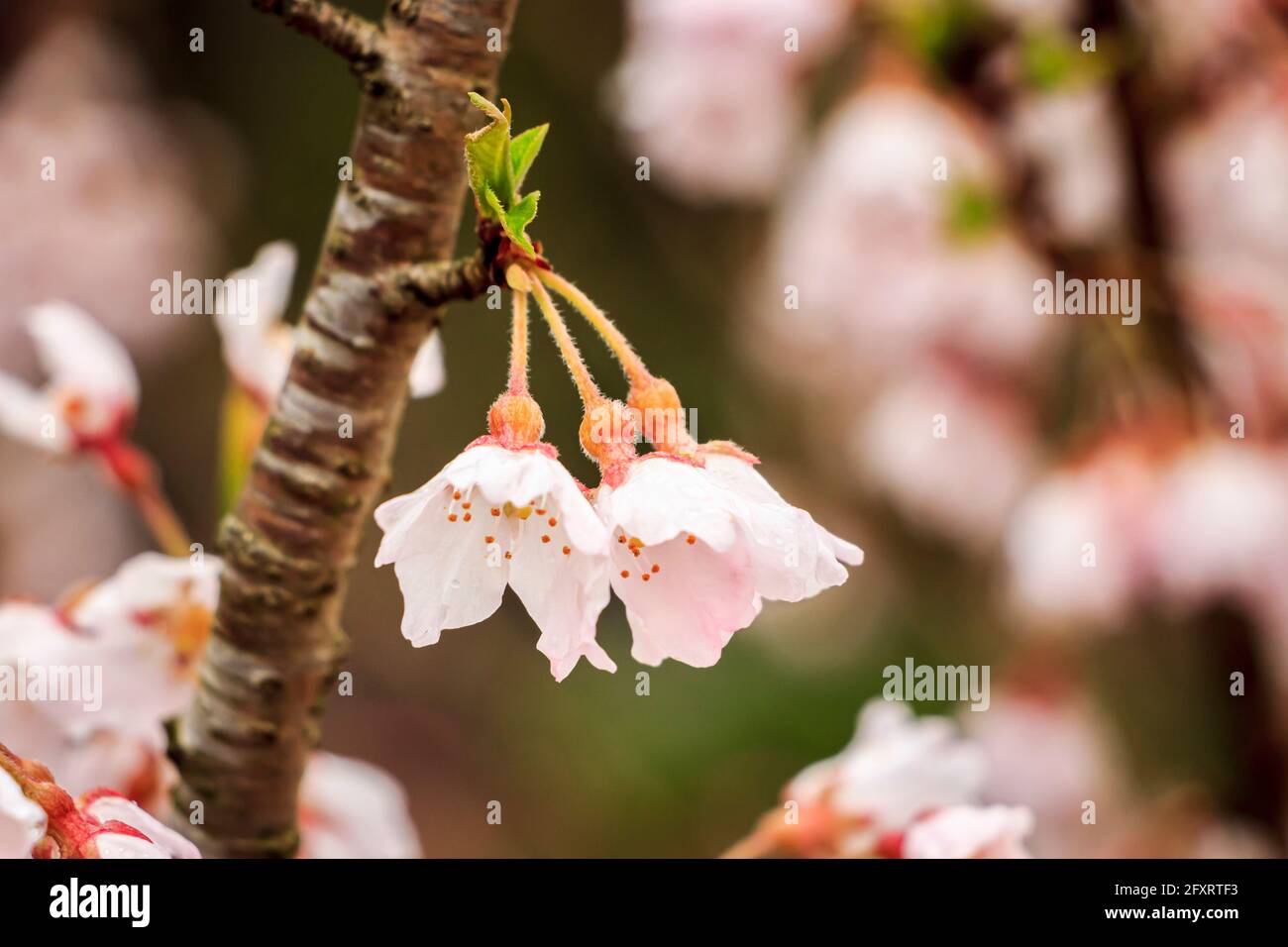 White flowers five petals hi-res stock photography and images - Alamy