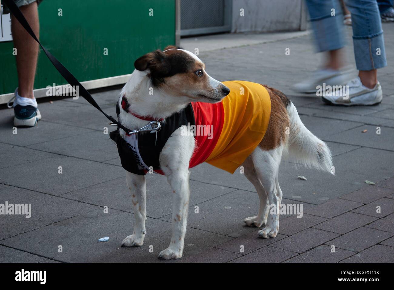 A dog has tied the German flag around its body Stock Photo - Alamy