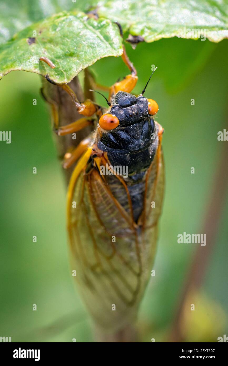 A red-eyed, 17-year Brood X cicada completes its transformation on a ...