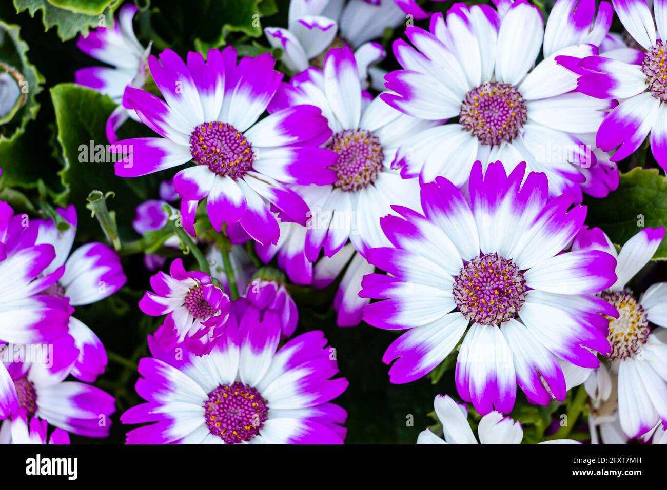 A group of Pericallis Cruenta Stock Photo - Alamy