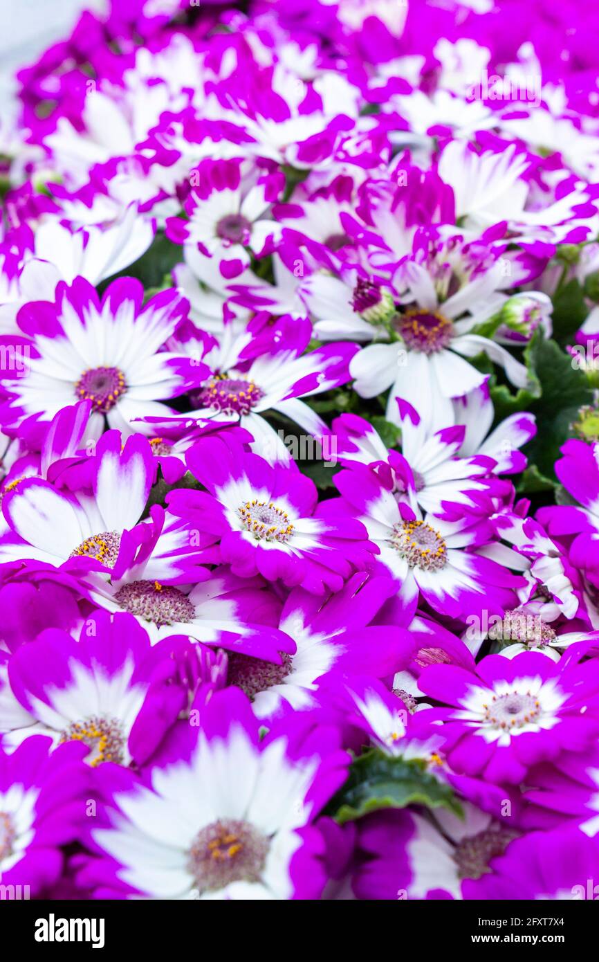 Purple pericallis hi-res stock photography and images - Alamy