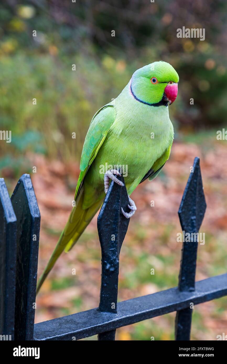 Ring-necked parakeet, Psittacula krameri, Kensington Gardens, London ...