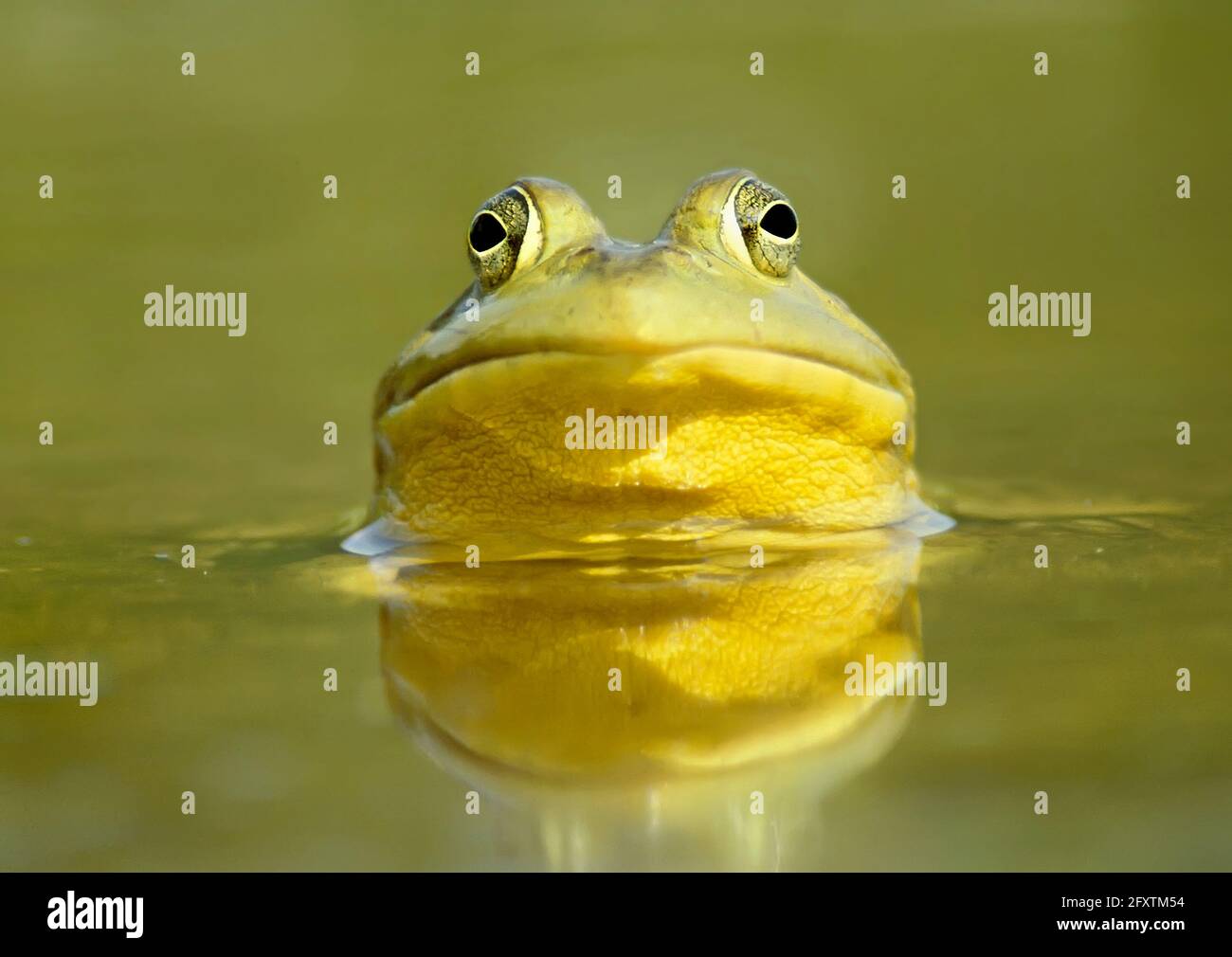 Bullfrog head (Rana catesbeiana), Acadia National Park, New England ...