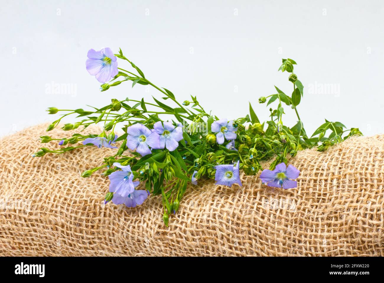 natural blue flax or linseed flowers on a wicker basket and white ...