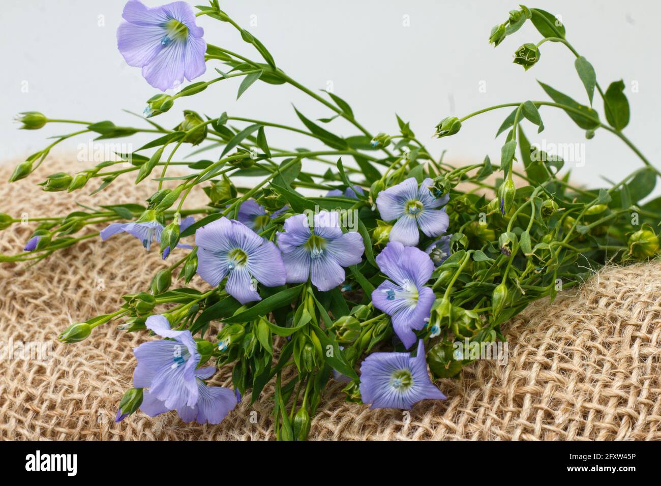 natural blue flax or linseed flowers on a wicker basket and white ...