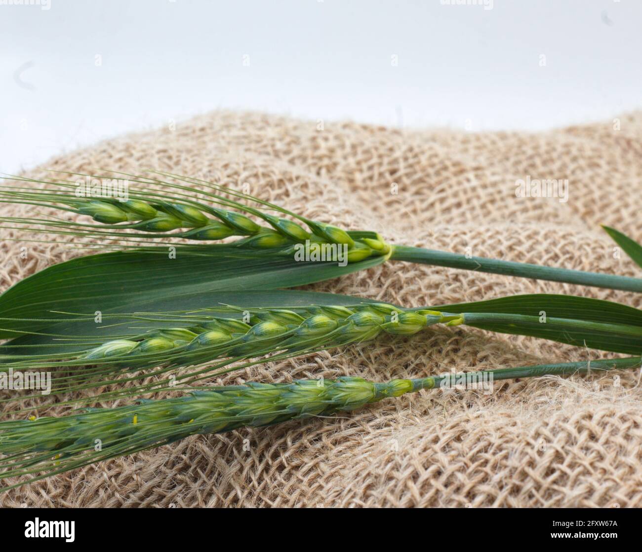 three green wheat branches from organic farming on top of a basket and ...