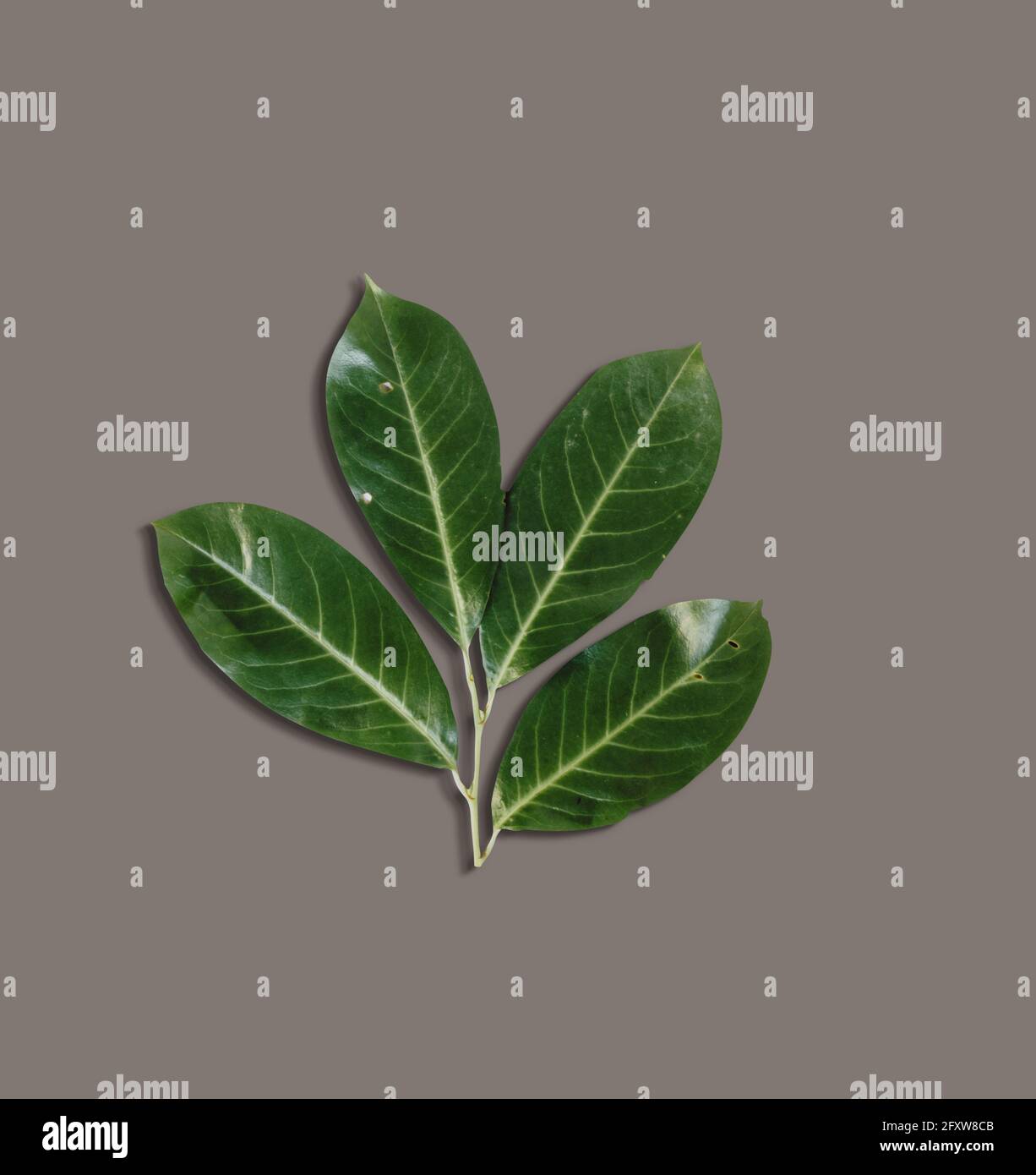 Top up view isolated leaf on dark background. fix for your design ...