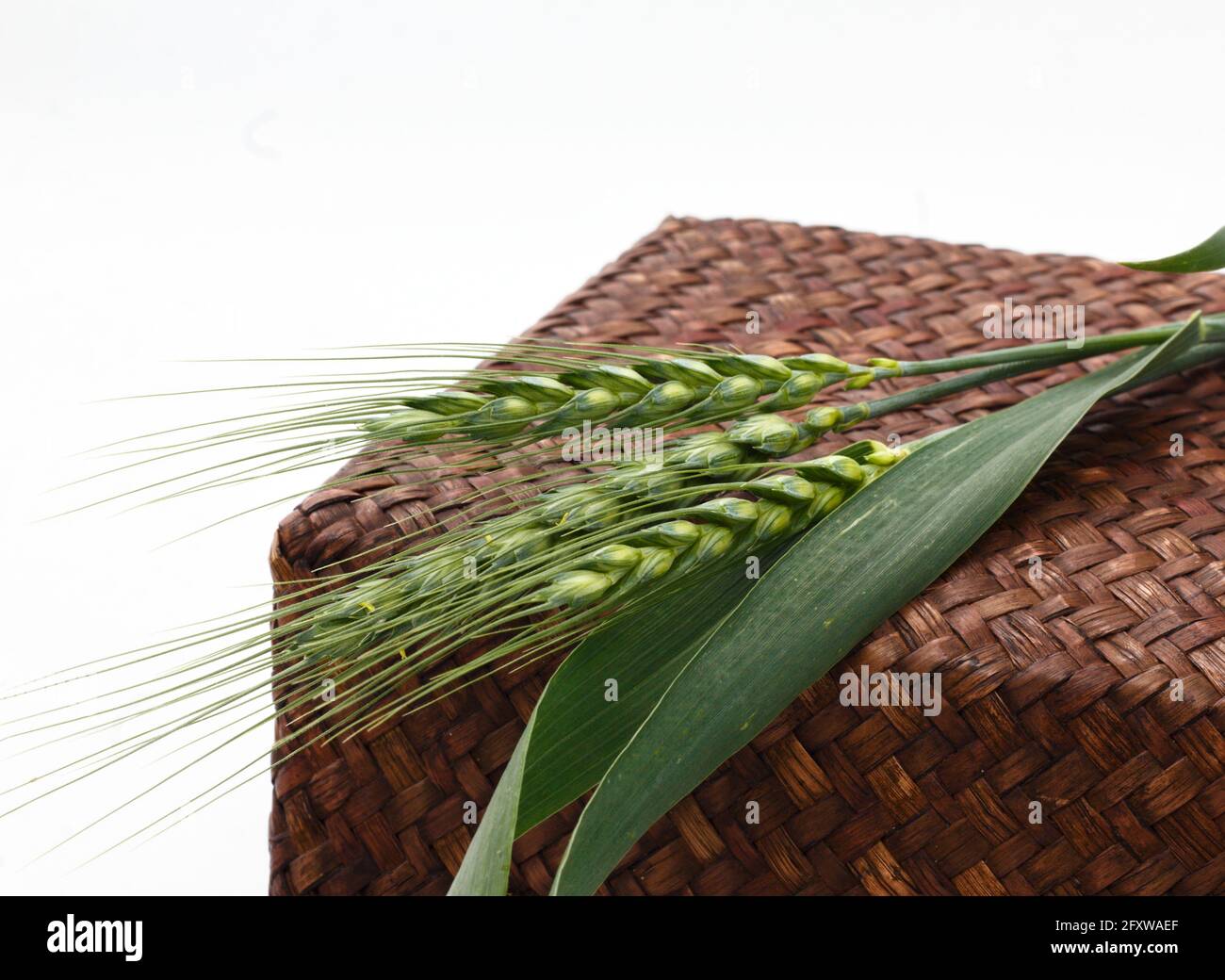 three green wheat branches from organic farming on top of a basket and ...