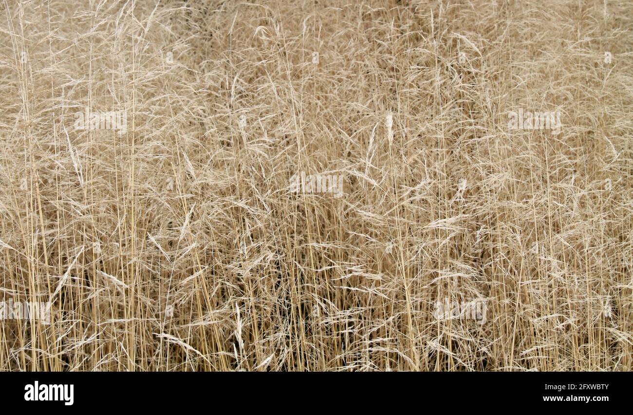 Brown grasses hi-res stock photography and images - Alamy