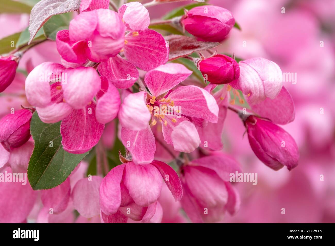 Fresh pink flowers of a blossoming apple tree with blured background ...