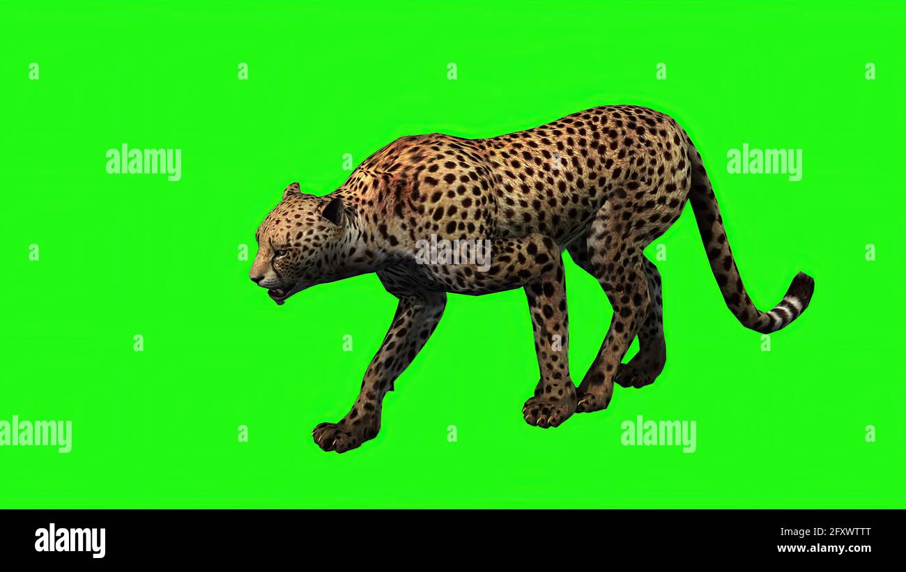 Cheetah 3d screen - xasergoods