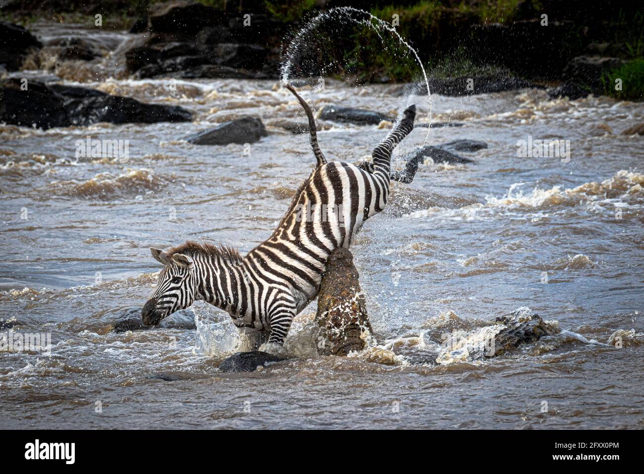 Mara triangle hi-res stock photography and images - Alamy