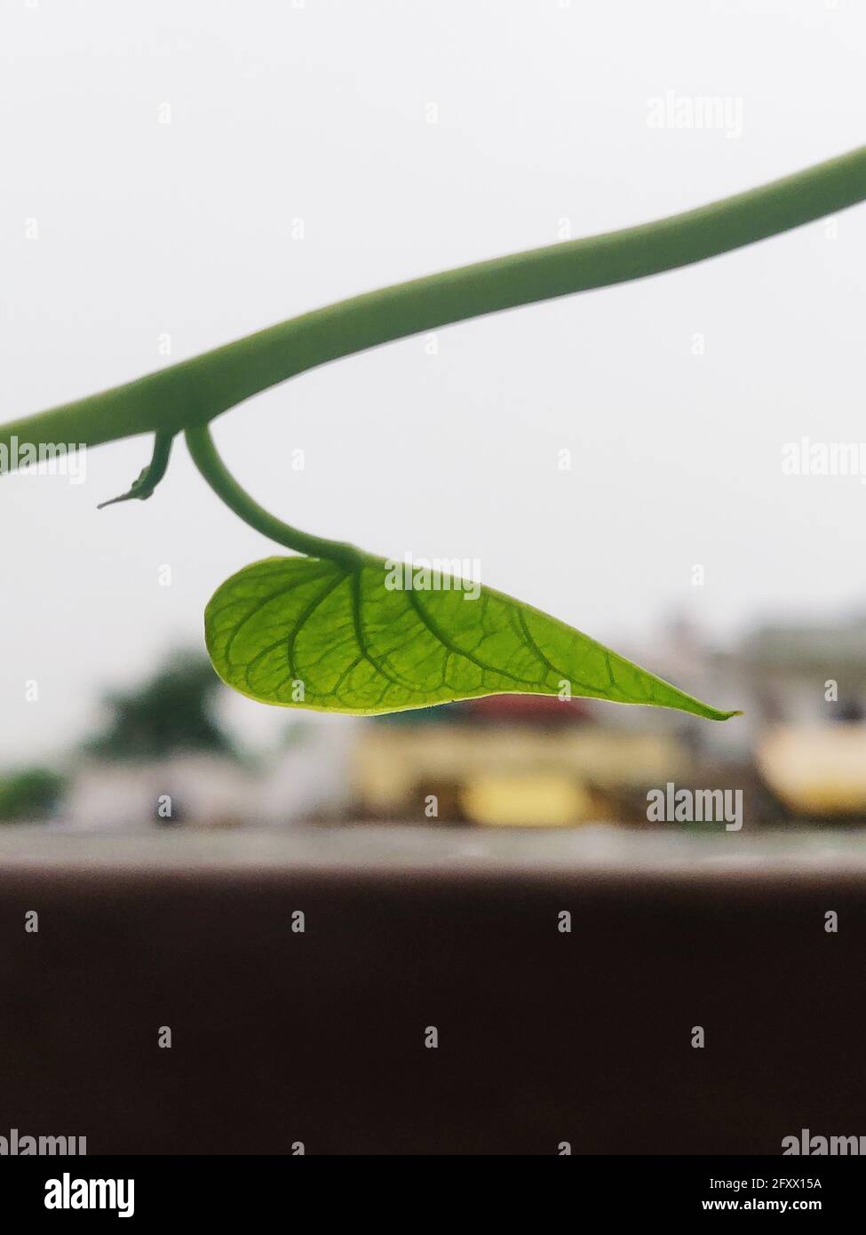 Vertical shot of a green leaf on a plant Stock Photo - Alamy