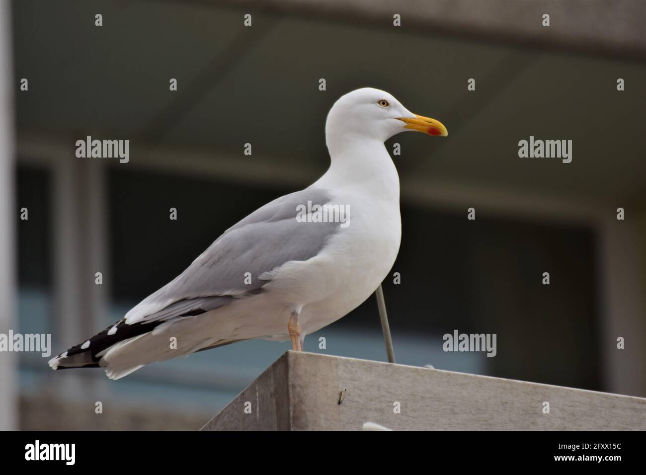 A seagull sitting in front of a window Stock Photo - Alamy