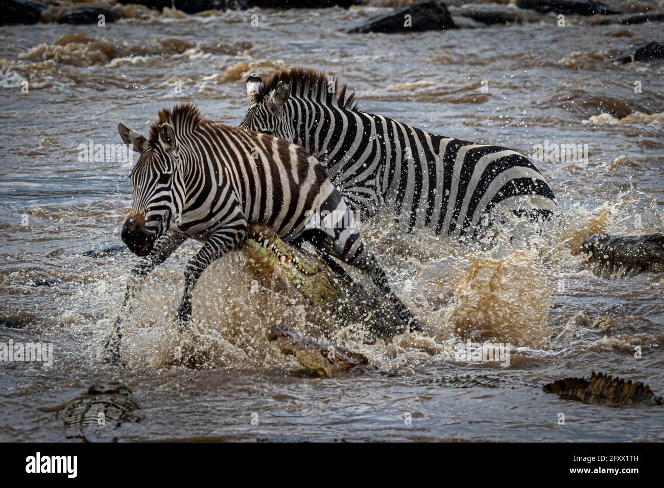 MARA TRIANGLE, KENYA: One croc makes an attack. GRUESOME pictures have ...