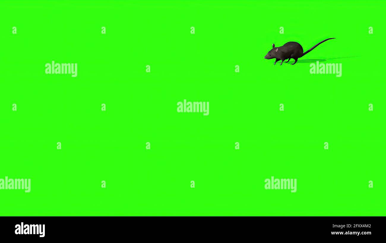 3d illustration of cute gray rat on green screen Stock Photo - Alamy