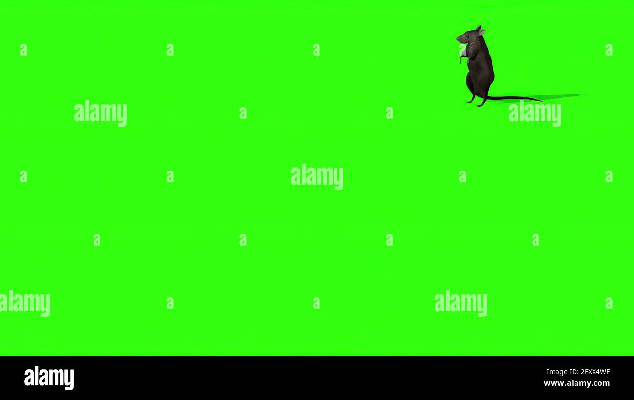 3d illustration of cute gray rat on green screen Stock Photo - Alamy
