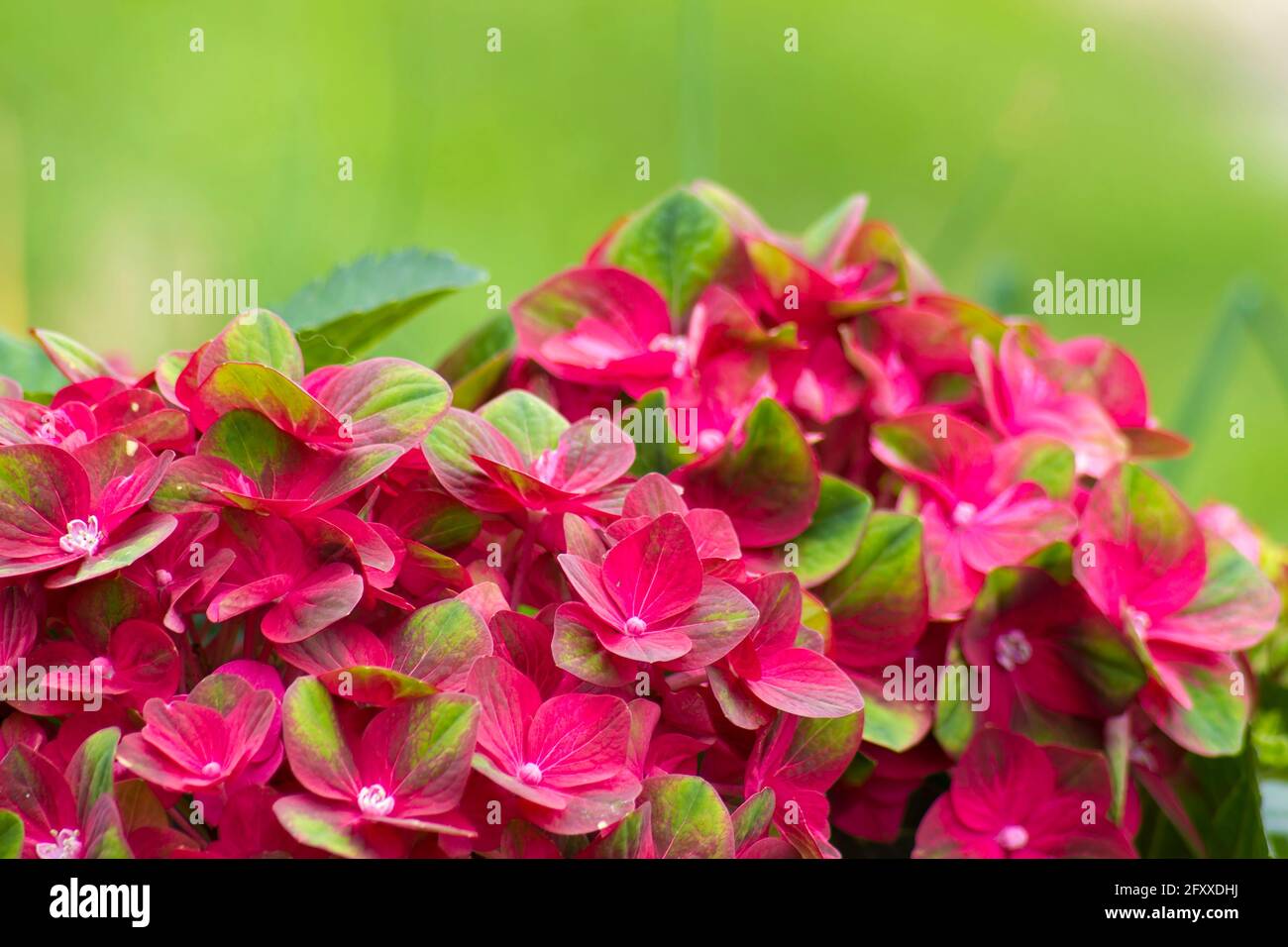 red hortensia flowers in the garden Stock Photo - Alamy