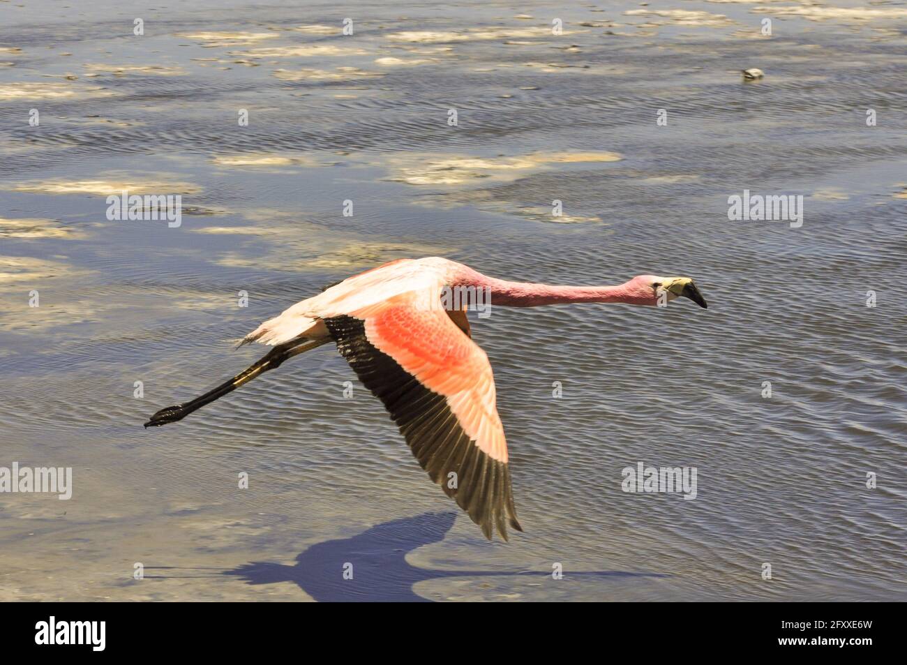 Flying pink flamingo over the Laguna Verde lake in Bolivia Stock Photo ...