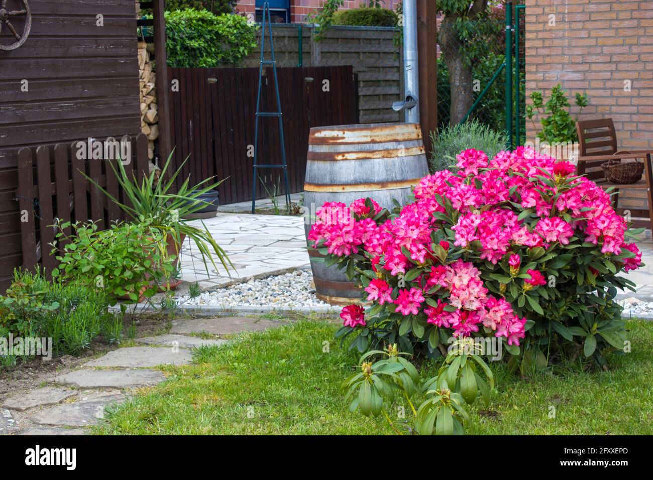rustic garden - blooming pink rhododendron flowers Stock Photo - Alamy