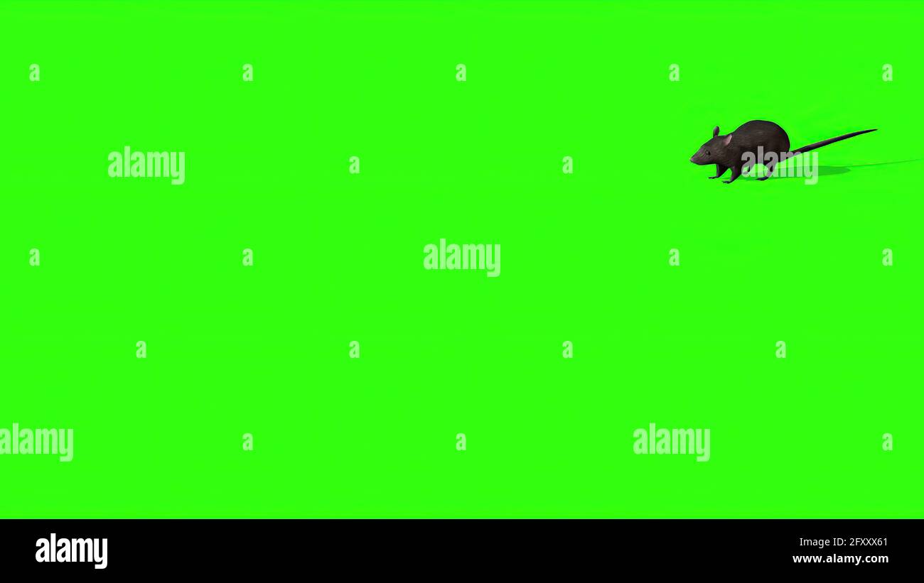 3d illustration of cute gray rat on green screen Stock Photo - Alamy
