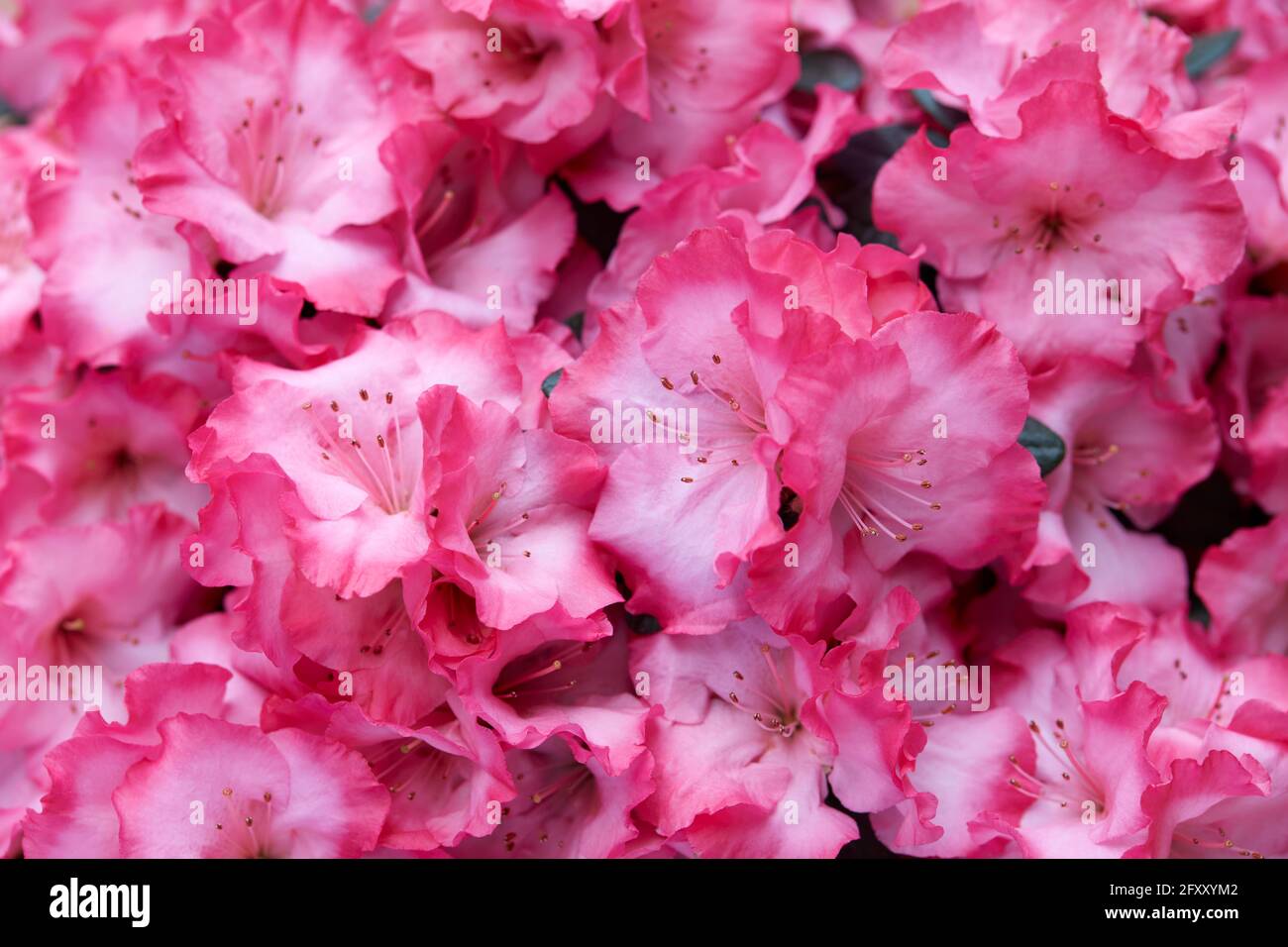 Vibrant pink azalea flowers texture background Stock Photo - Alamy