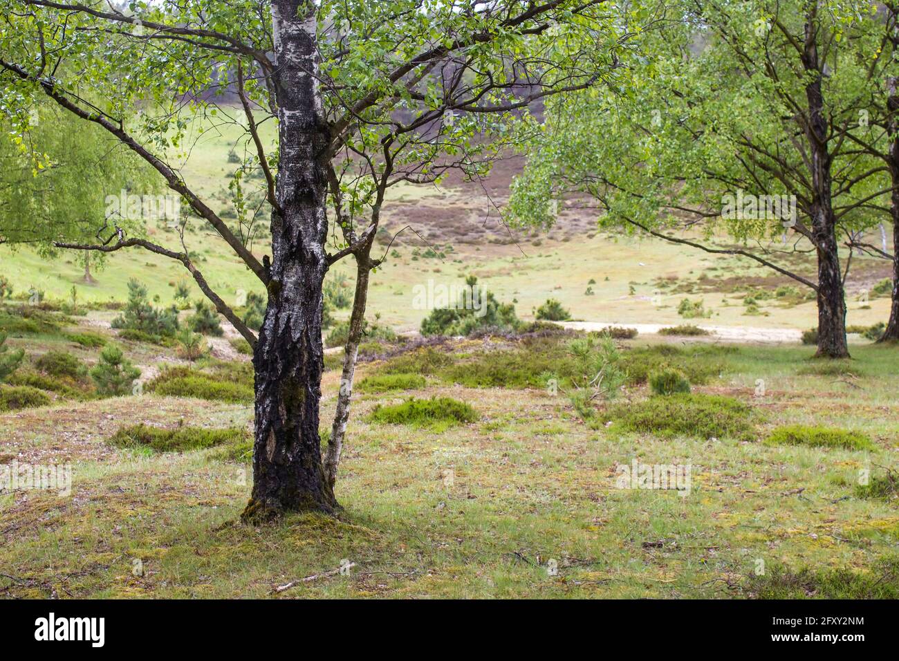 spring nature landscape - spring forest - Brachter Wald in Germany ...