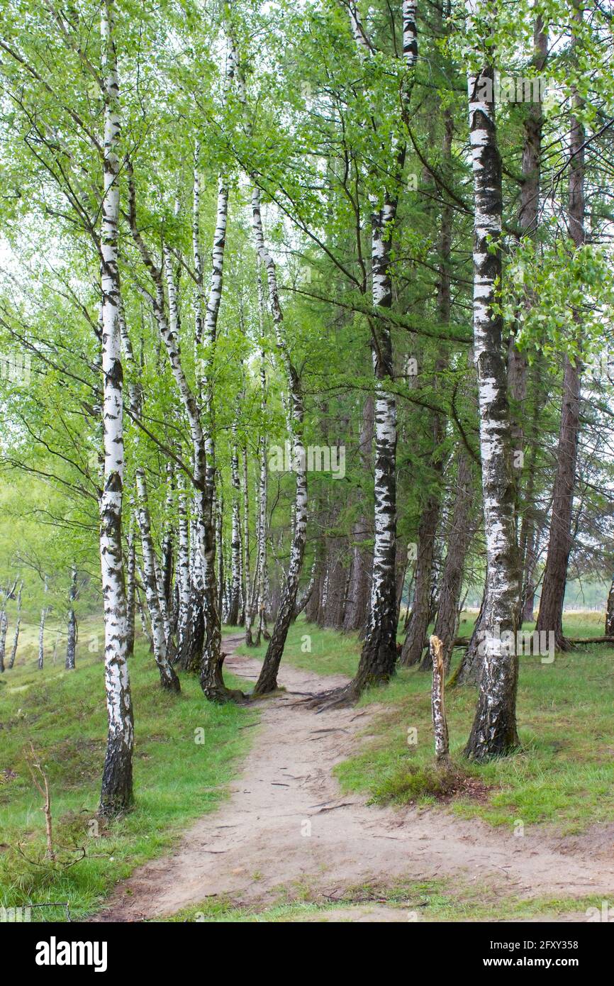 spring nature landscape - spring forest - Brachter Wald in Germany ...