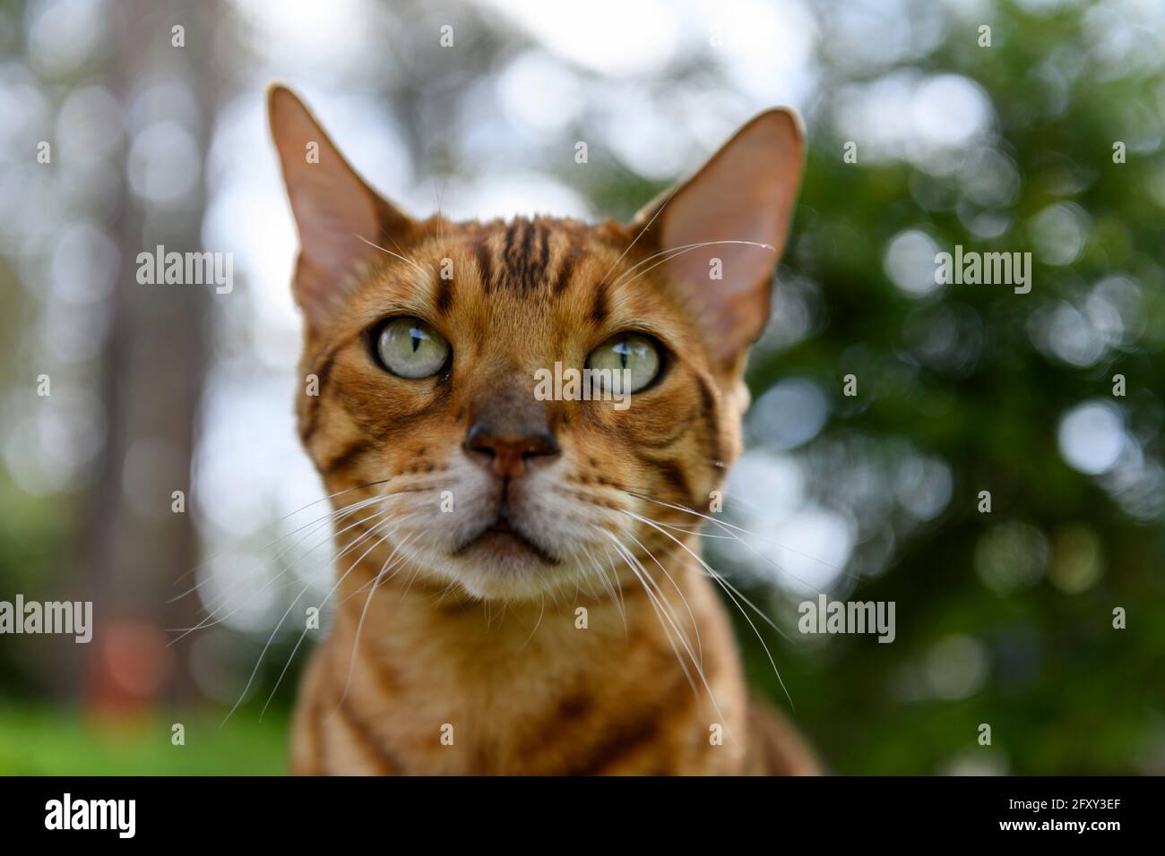 Adult Bengal cat on outdoor nature background in summer time Stock ...