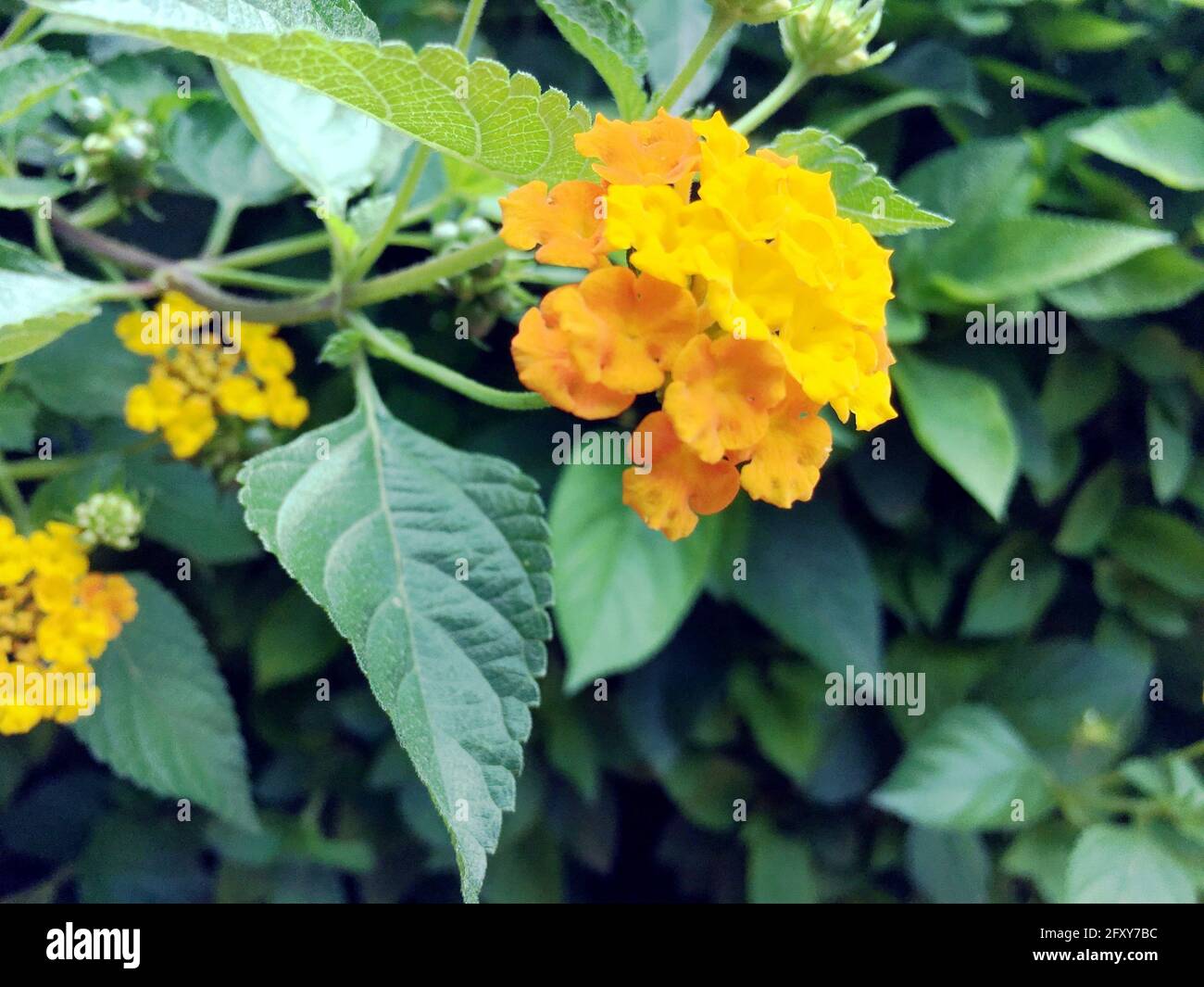 Closeup of common lantana flowers blooming on the shrub Stock Photo - Alamy
