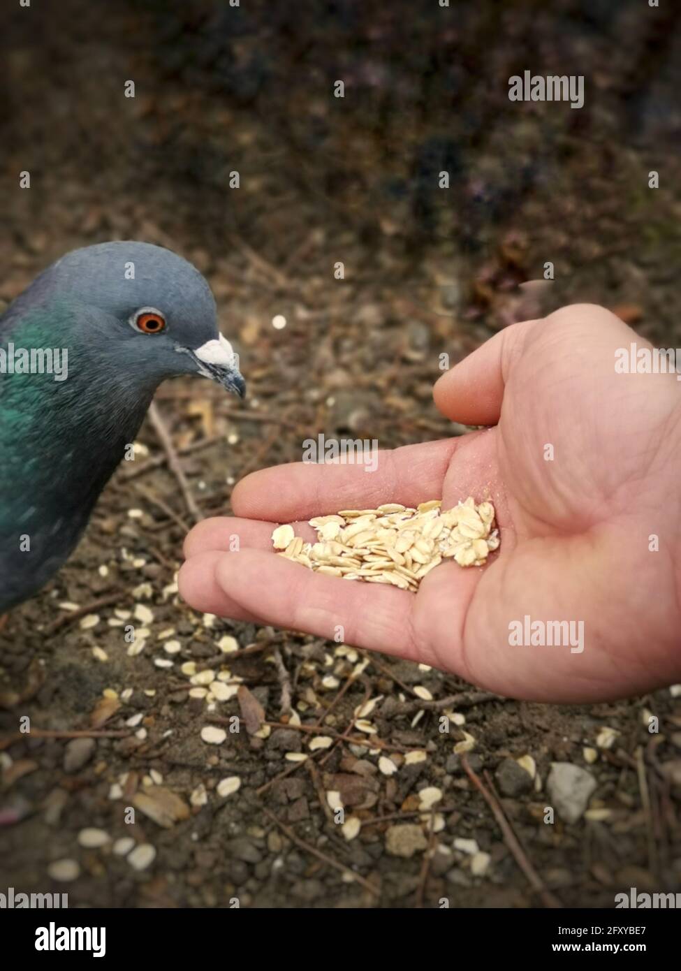 Vertical shot of a grey dove eating food from a palm of a person Stock ...