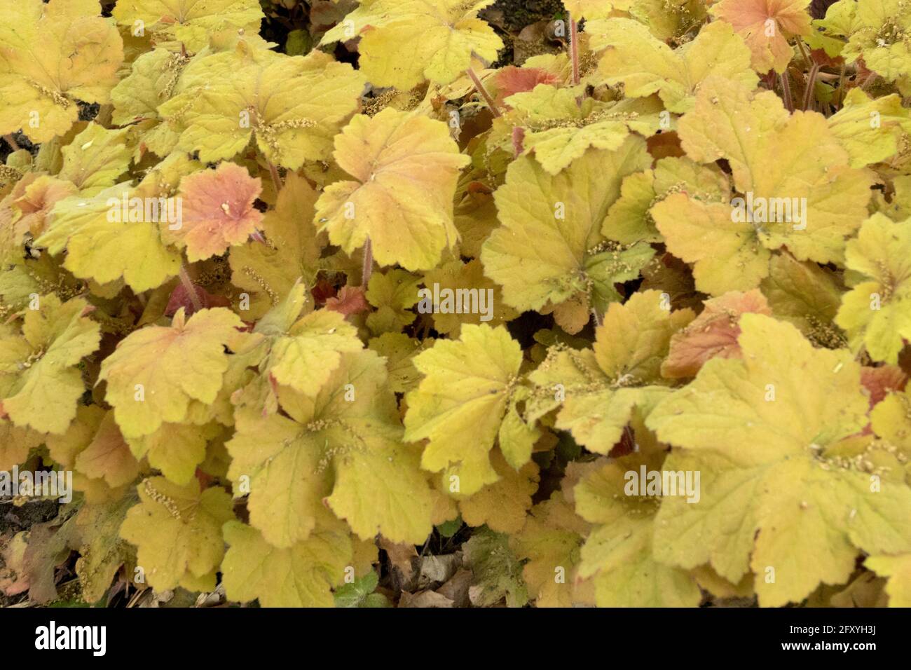 Heuchera Caramel Hardy Perennial Plant Heucheras foliage Stock Photo ...