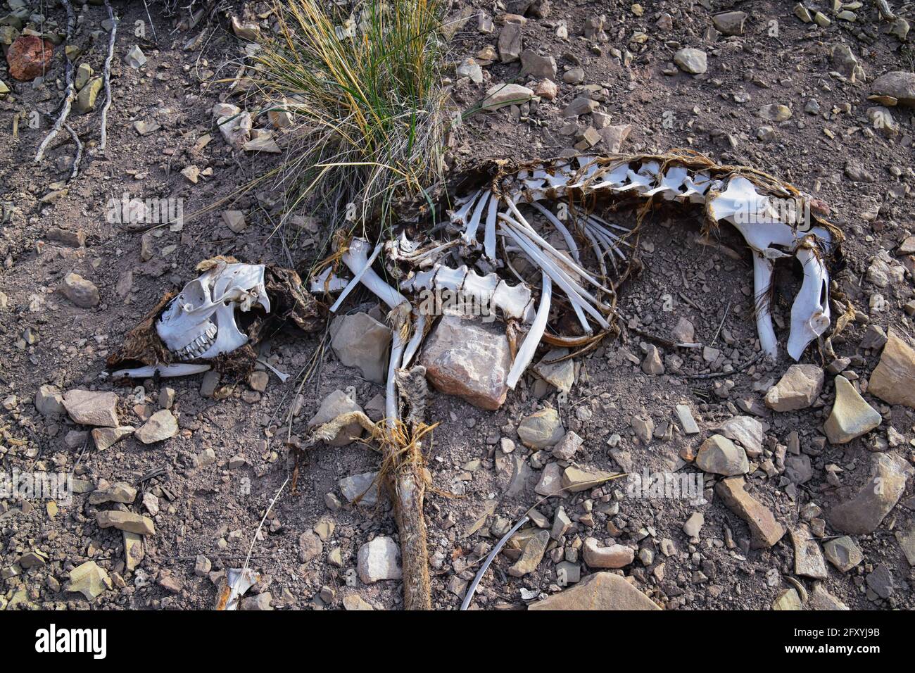 Skeleton of dead white-tailed or mule deer. Killed by poachers, disease ...