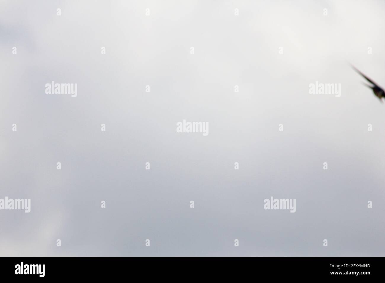 Tree Swallow Bird in Flight Stock Photo - Alamy