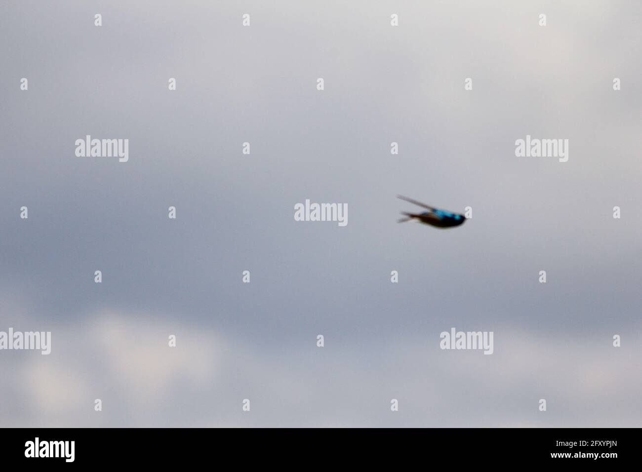 Tree Swallow Bird in Flight Stock Photo - Alamy