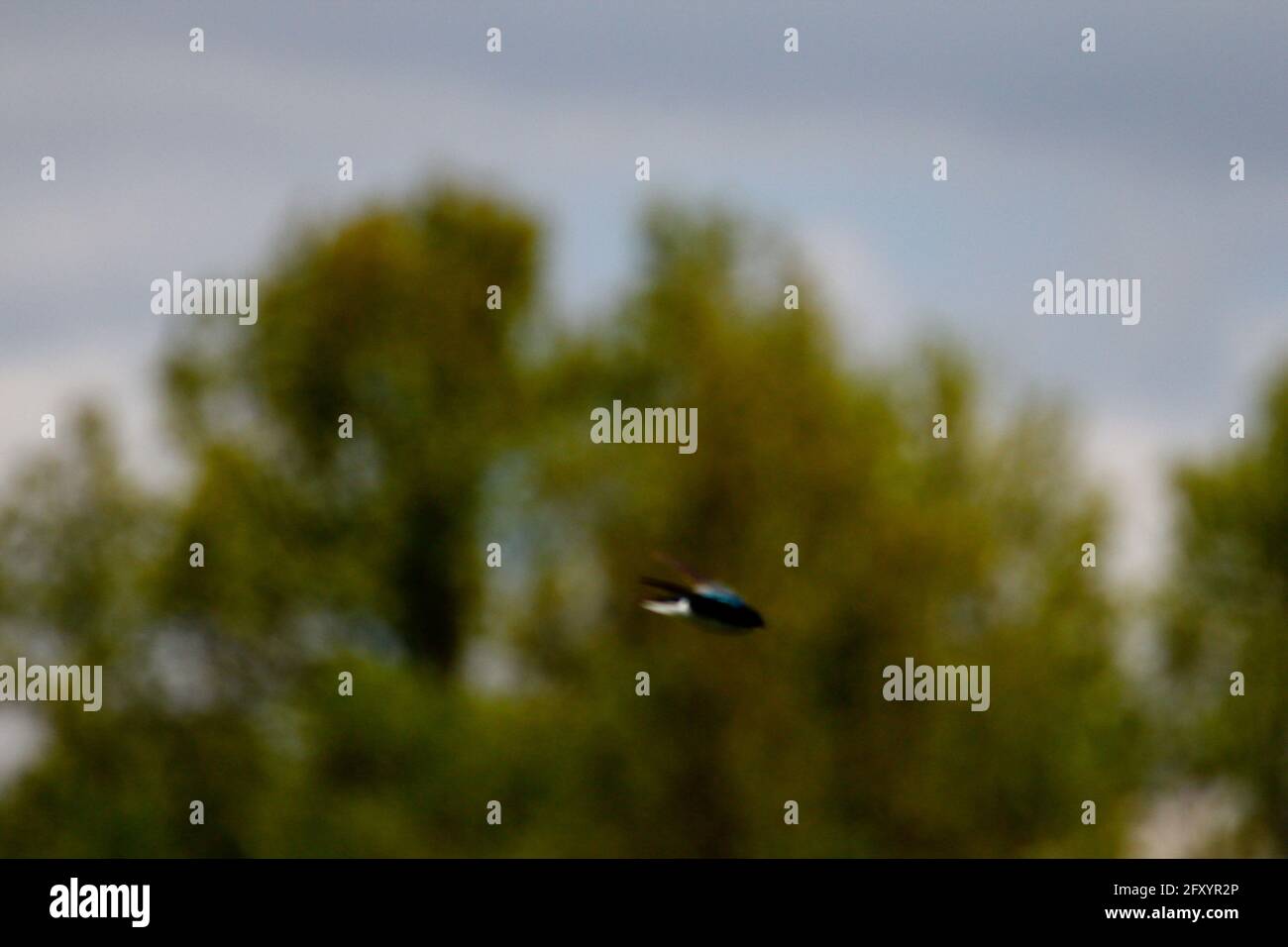 Tree Swallow Bird in Flight Stock Photo - Alamy
