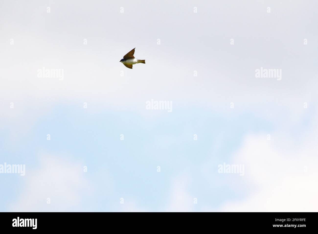 Tree Swallow Bird in Flight Stock Photo - Alamy