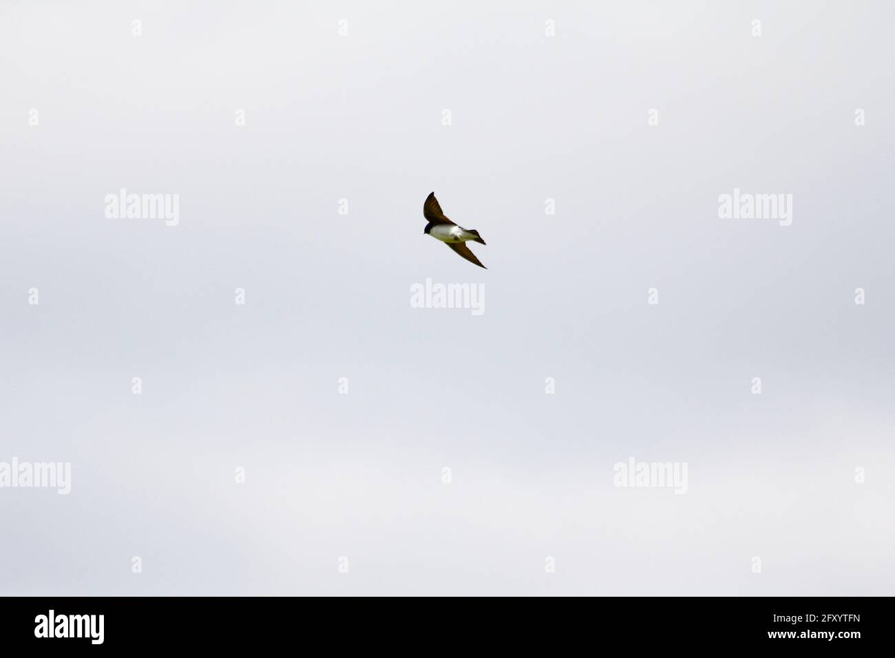 Tree Swallow Bird in Flight Stock Photo - Alamy