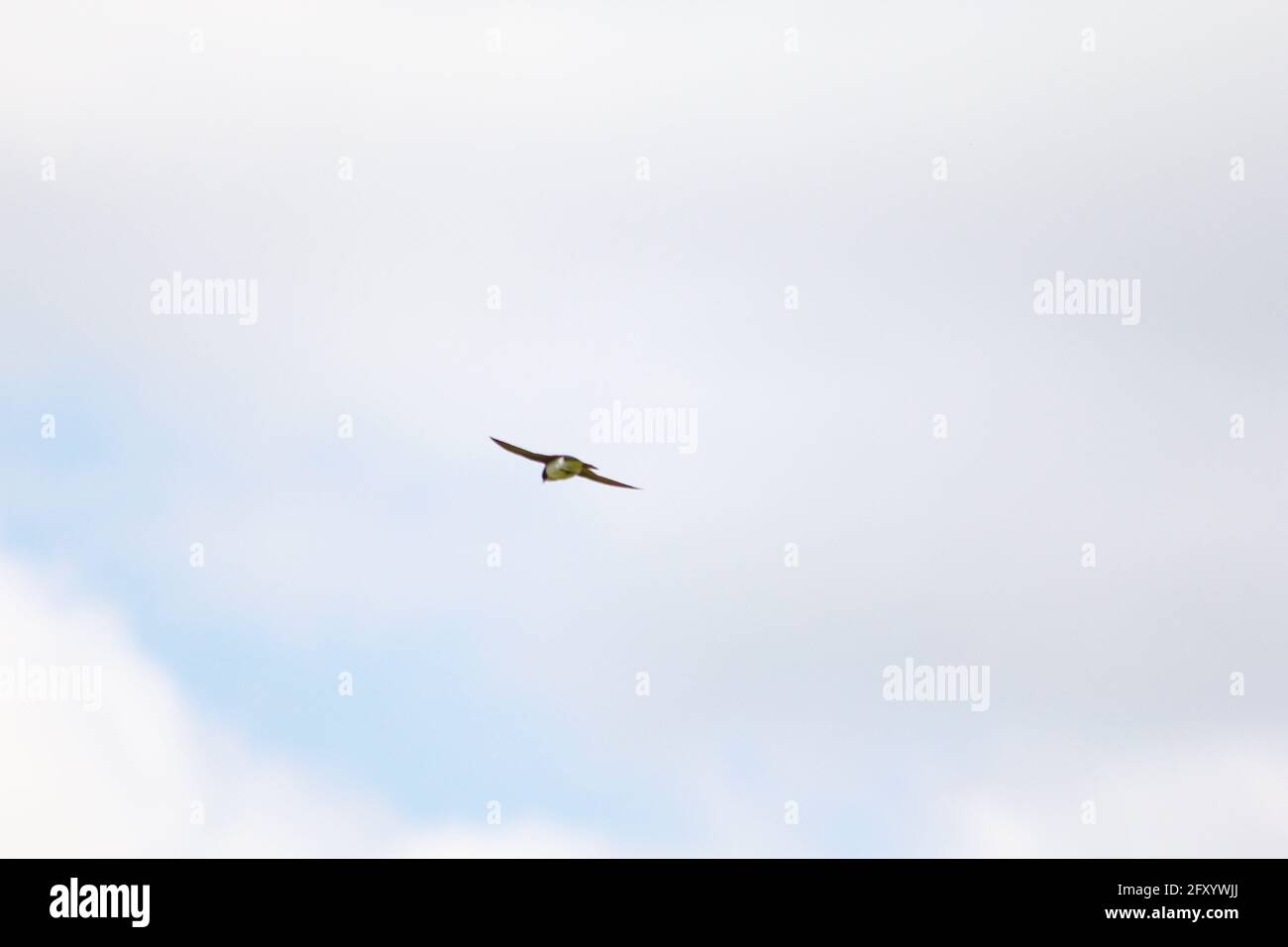 Tree Swallow Bird in Flight Stock Photo - Alamy