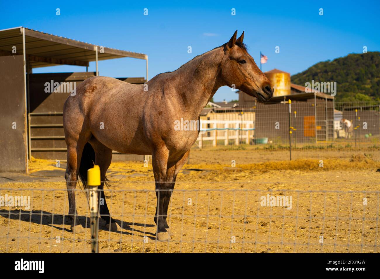 Brown gelding standing peacefully on a sunny field in a farm under a ...