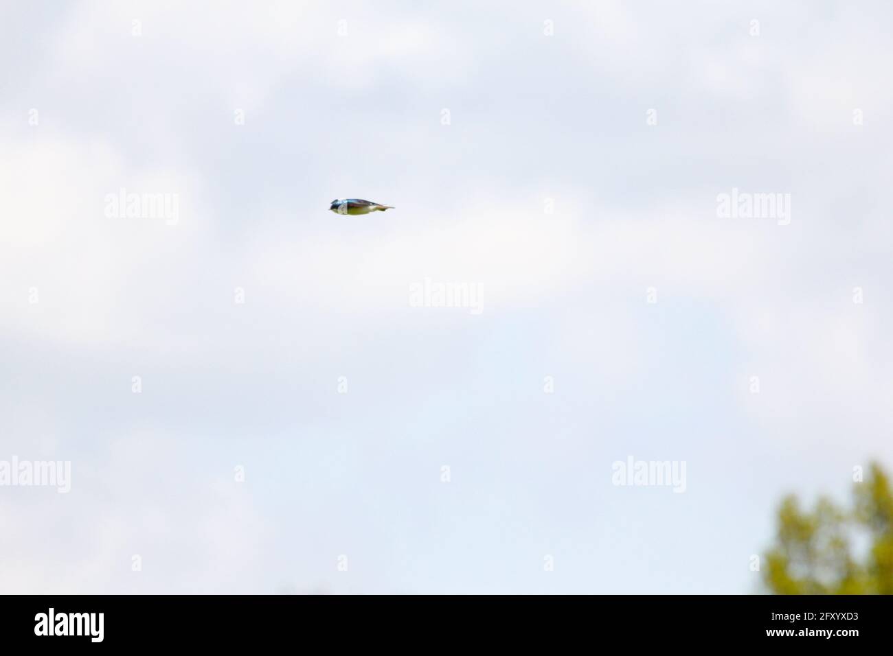 Tree Swallow Bird in Flight Stock Photo - Alamy