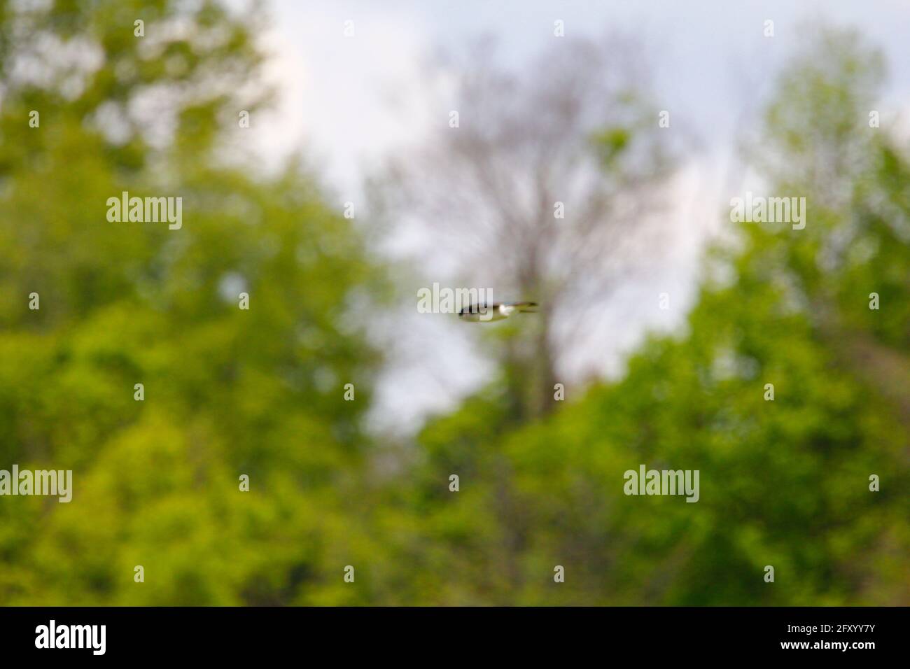 Tree Swallow Bird in Flight Stock Photo - Alamy