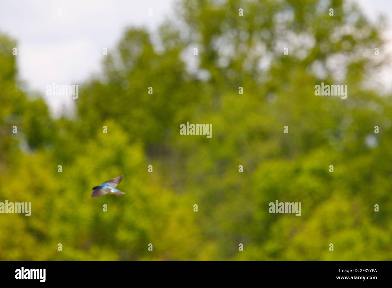 Tree Swallow Bird in Flight Stock Photo - Alamy