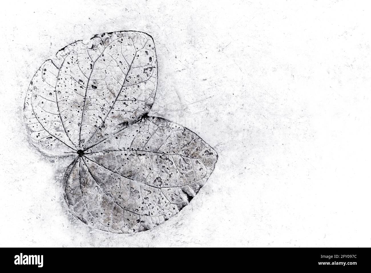 Leaf texture in concrete floor surface Stock Photo - Alamy