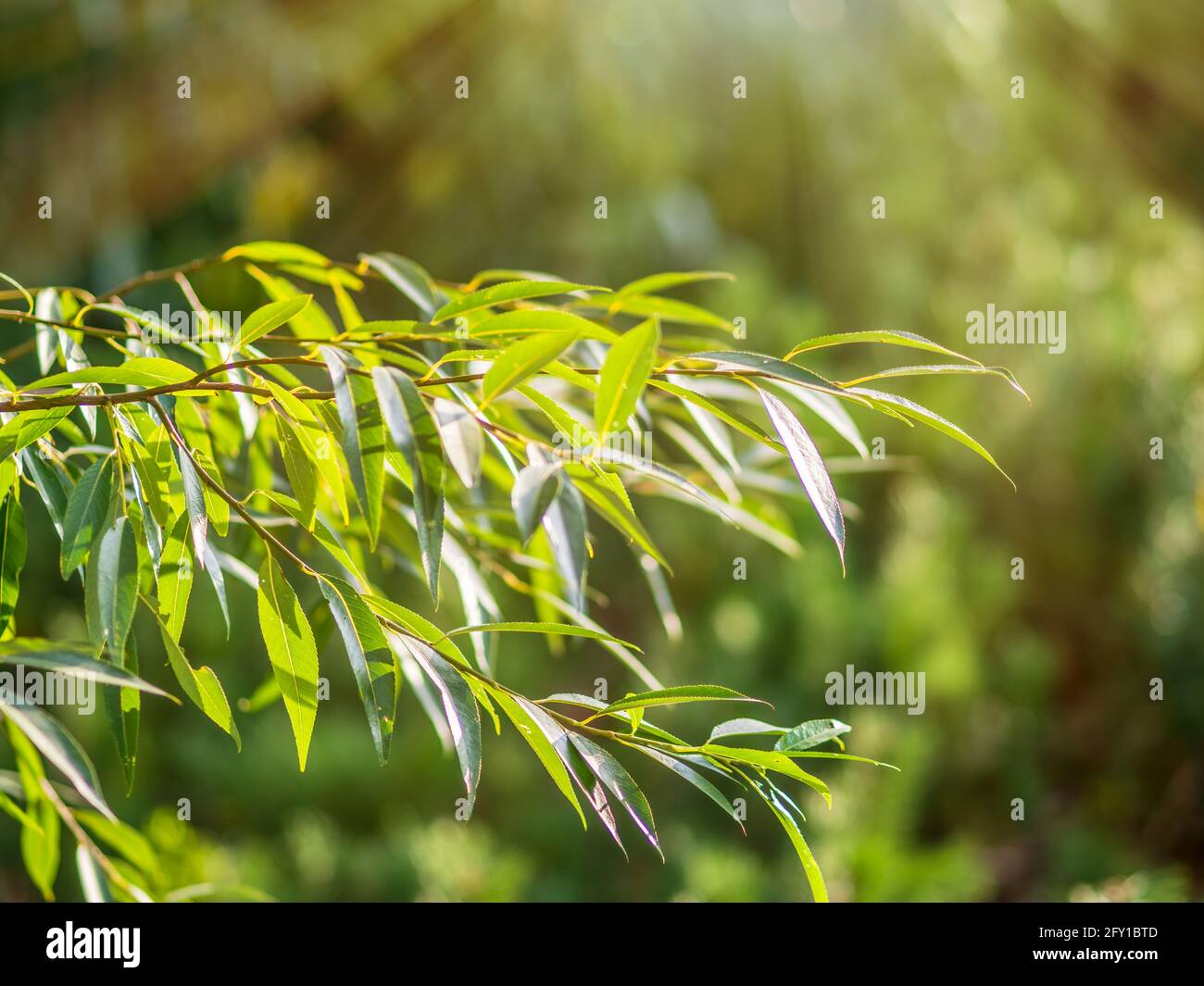Willow or Salix Fragilis tree branches with fresh green leaves on blue ...