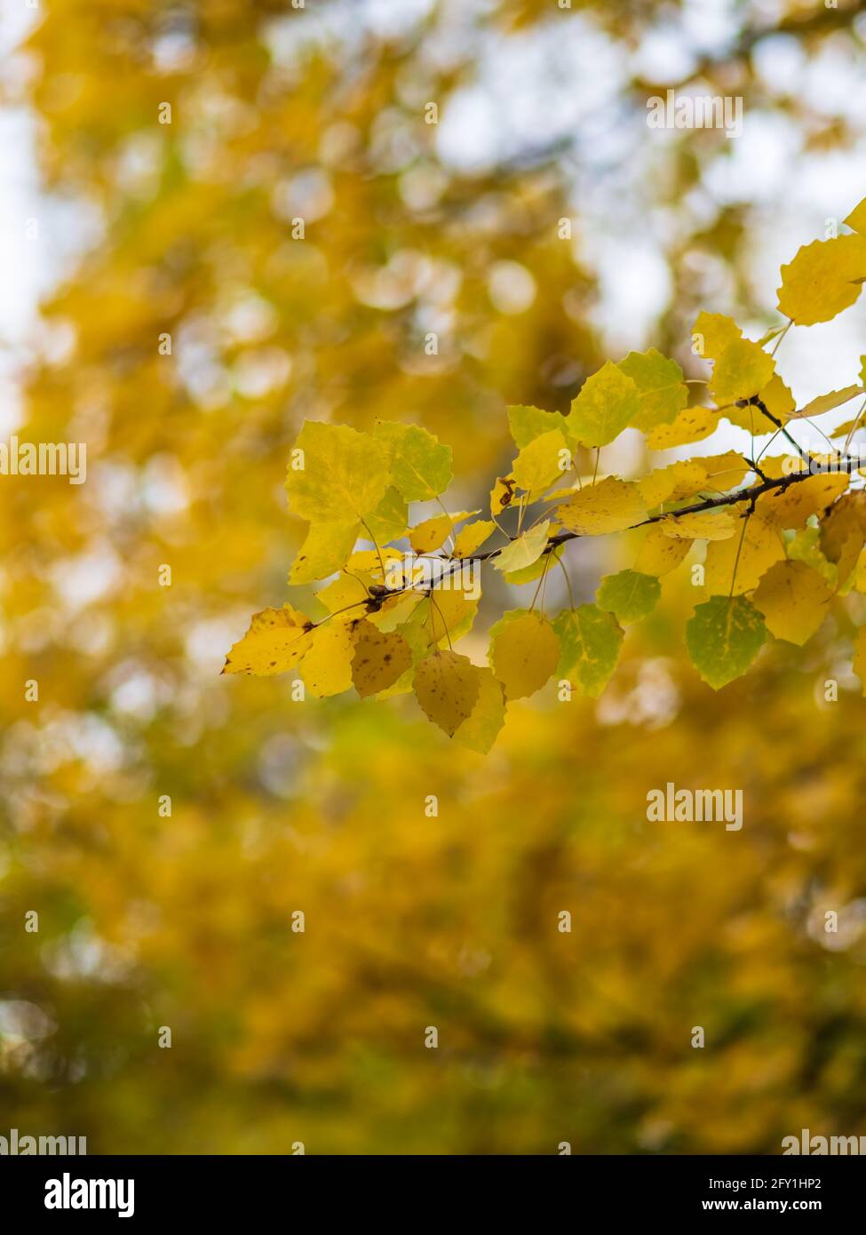 Aspen branches with yellow leaves in autumn against. Bright yellow and ...