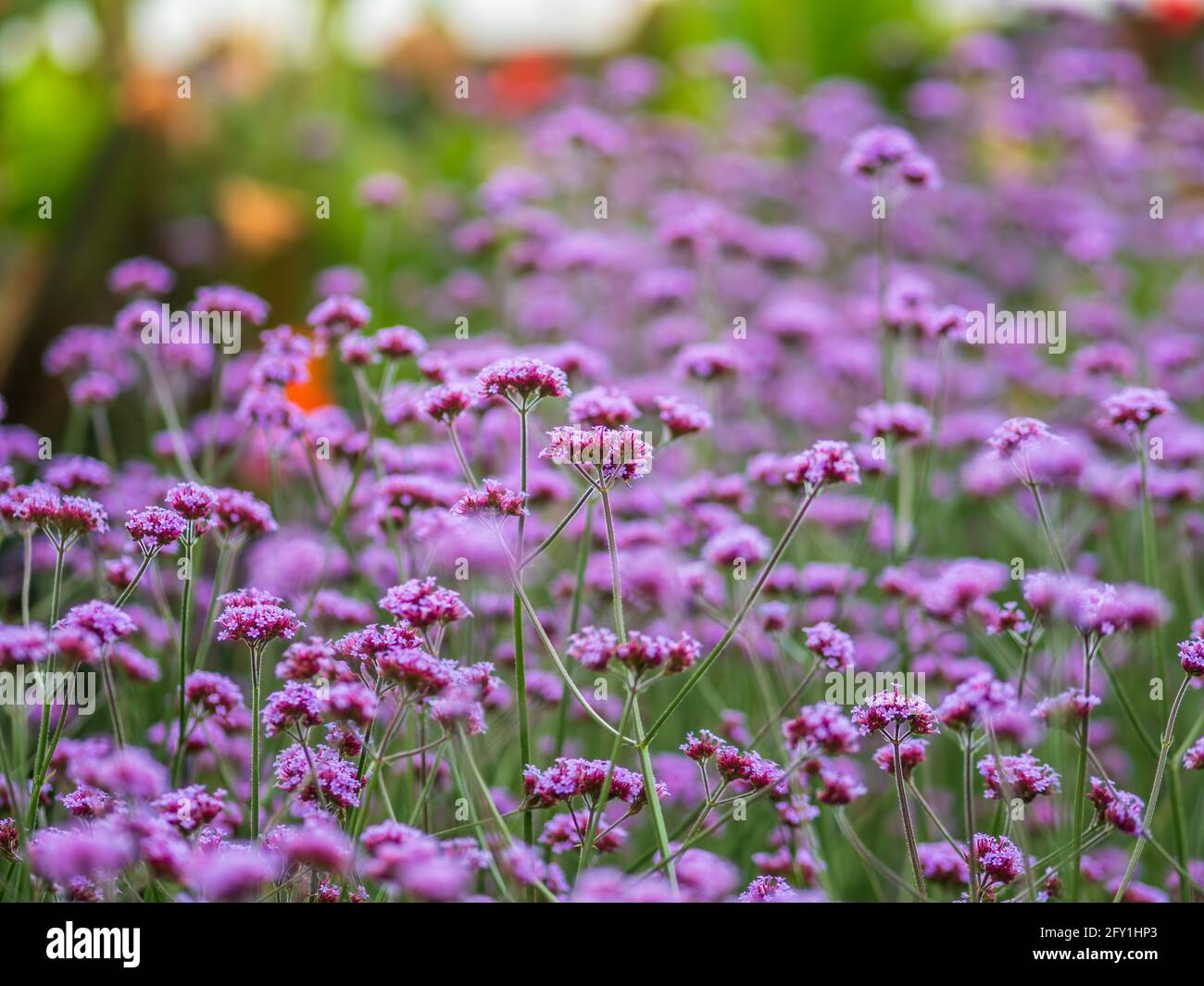 Verbena bonariensis flowers, Argentinian Vervain or Purpletop Vervain ...